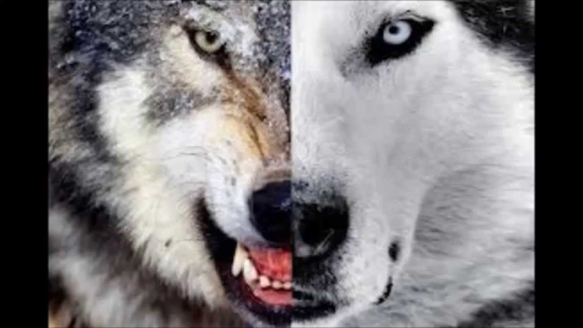 Uma nova versão para os dois lobos – Leveconsciencia